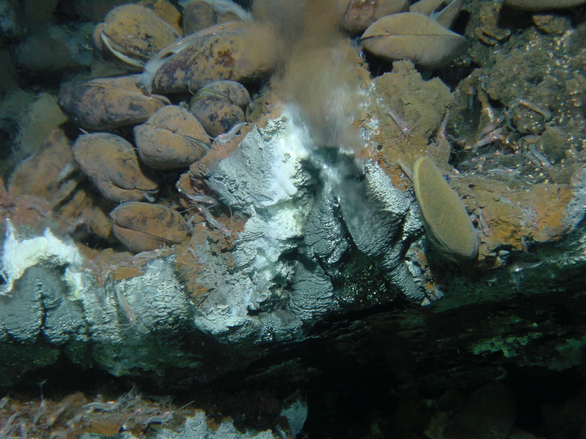 Deep-sea hydrothermal vents – INSTITUTE OF SCIENCE AND ENVIRONMENT
