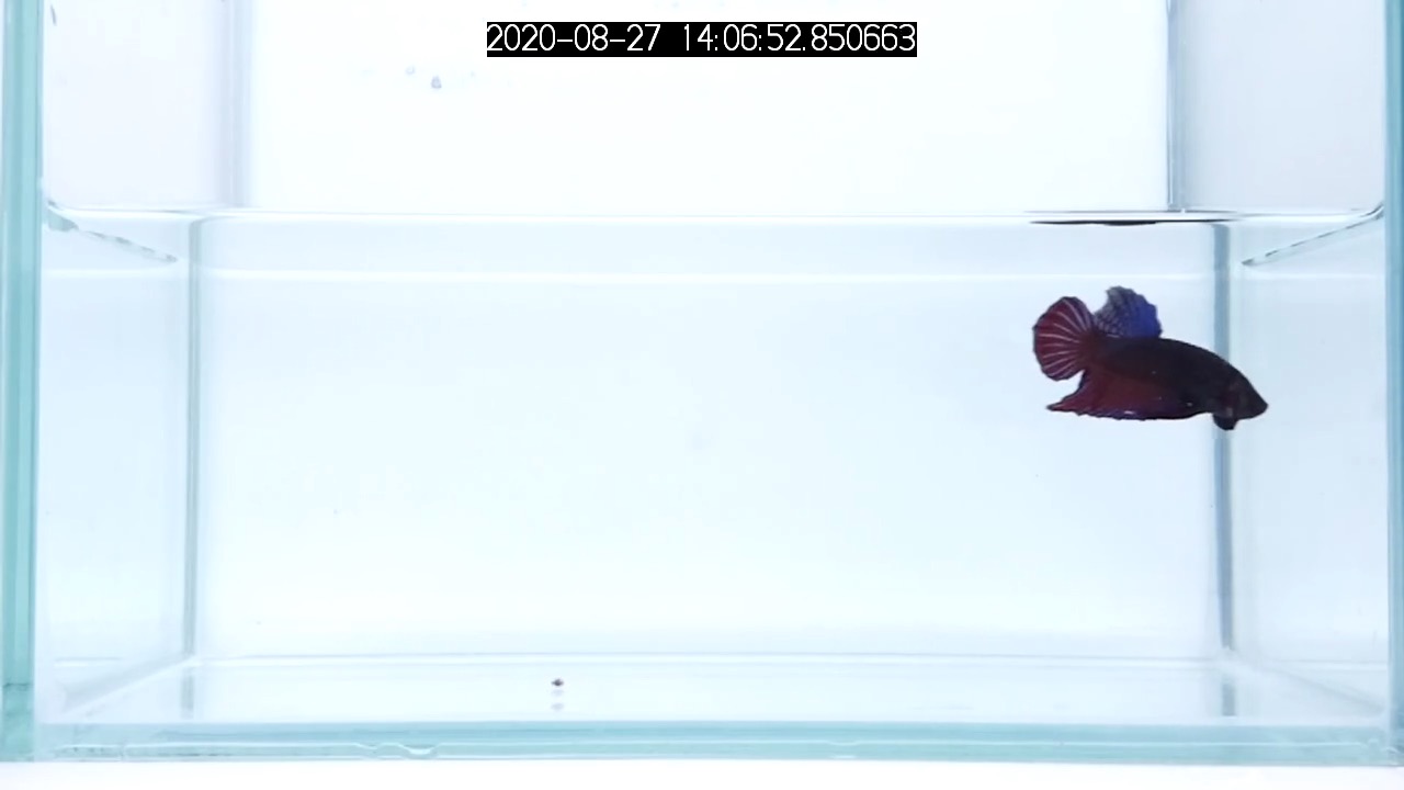Betta splendens aggression ethogram – ISE